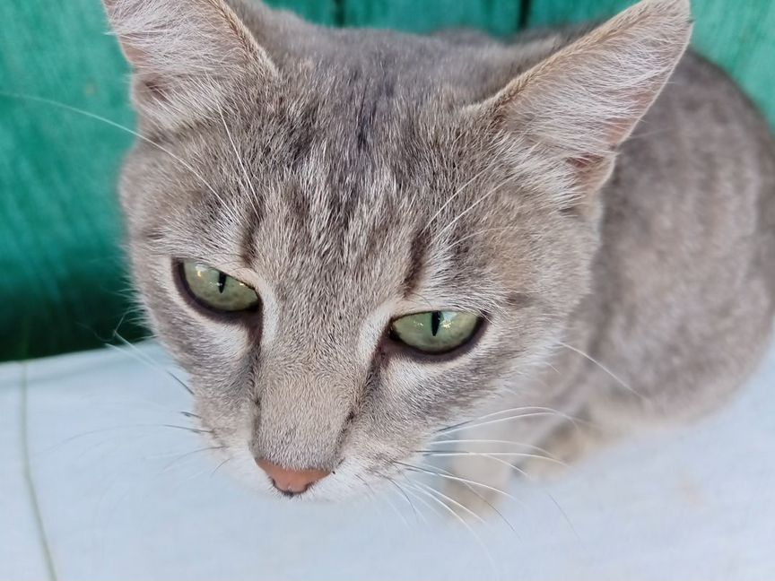 Кошка 3 года