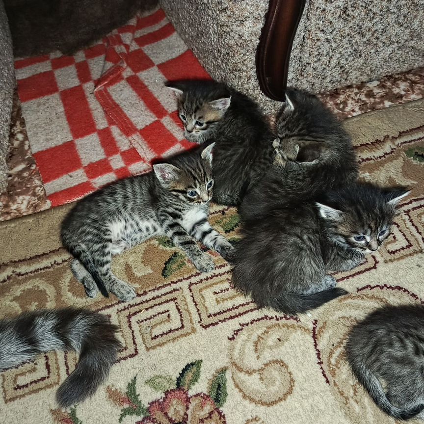 Котёнок в добрые руки