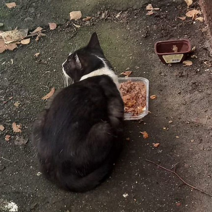 Котик ищет дом или передержку