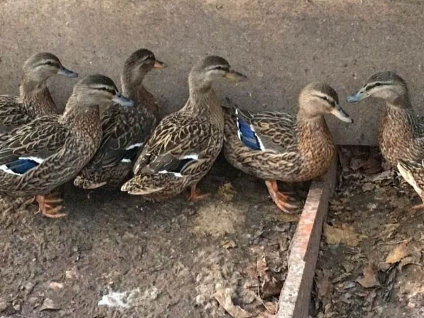 Утки подсадные для охоты