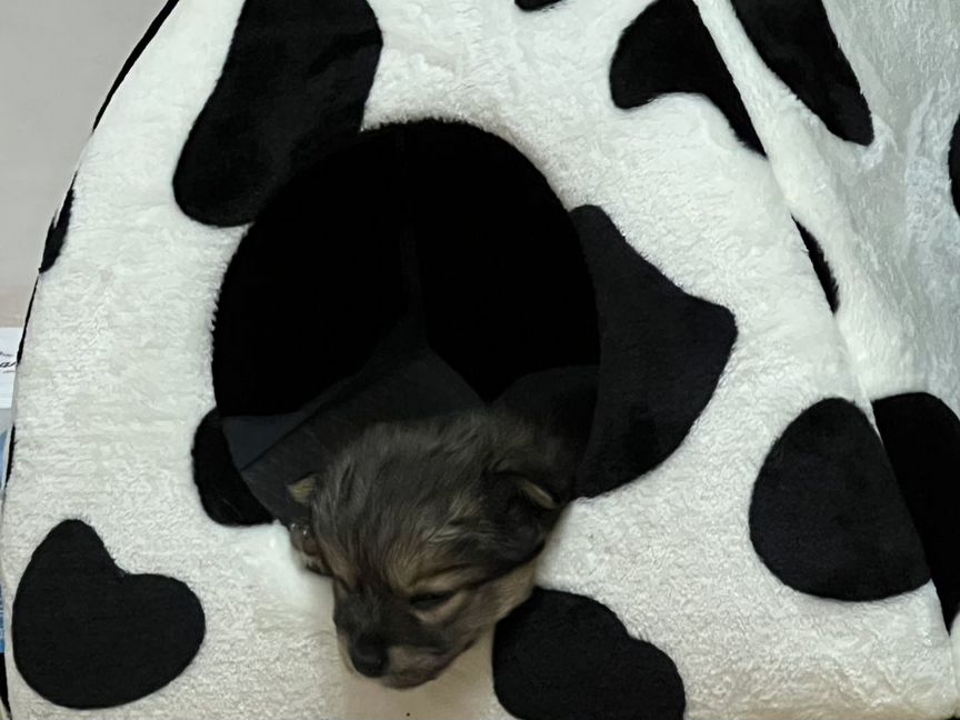 Отдам в добрые руки « Померанский Шпиц»