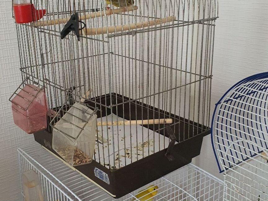 Кенара и канарейки новосибирск