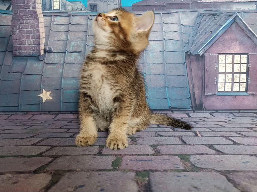 Маленькие плюшики