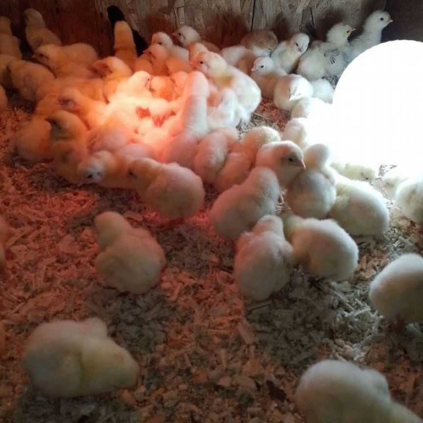 Цыплята бройлеры кобб 500 Росс 308 утята