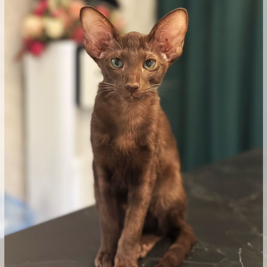 Ориентальная кошка, взрослая