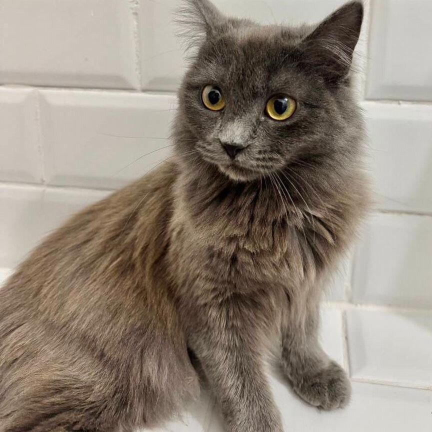 Кошка дымчатая молодая