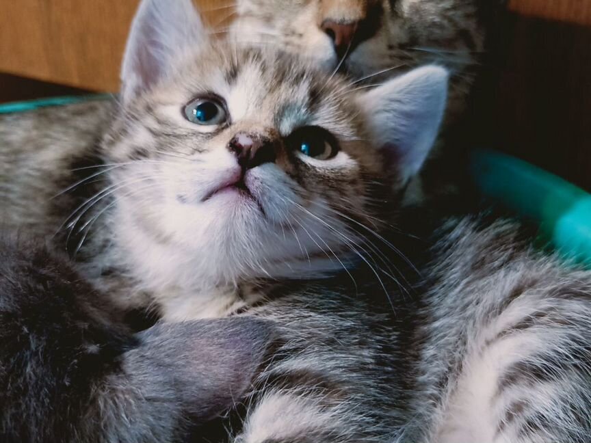 Котята идеальные