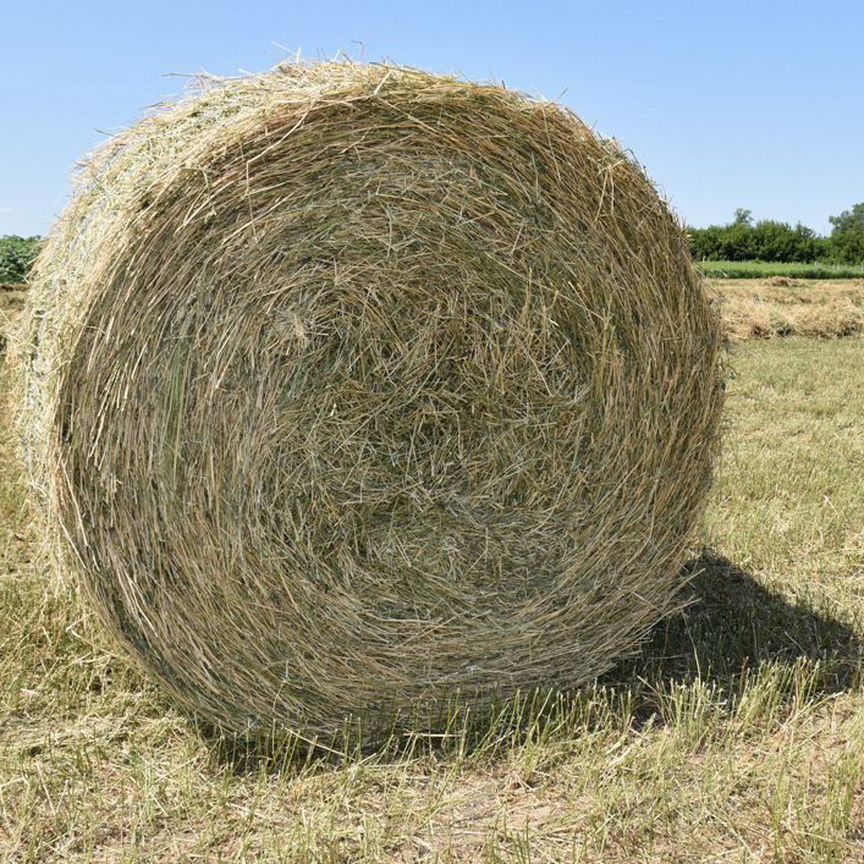 Сено в рулонах