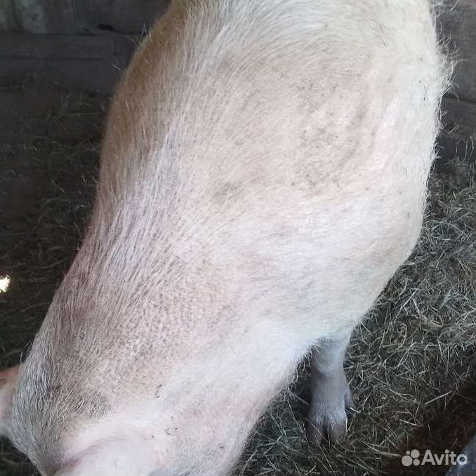 Хряк на племя