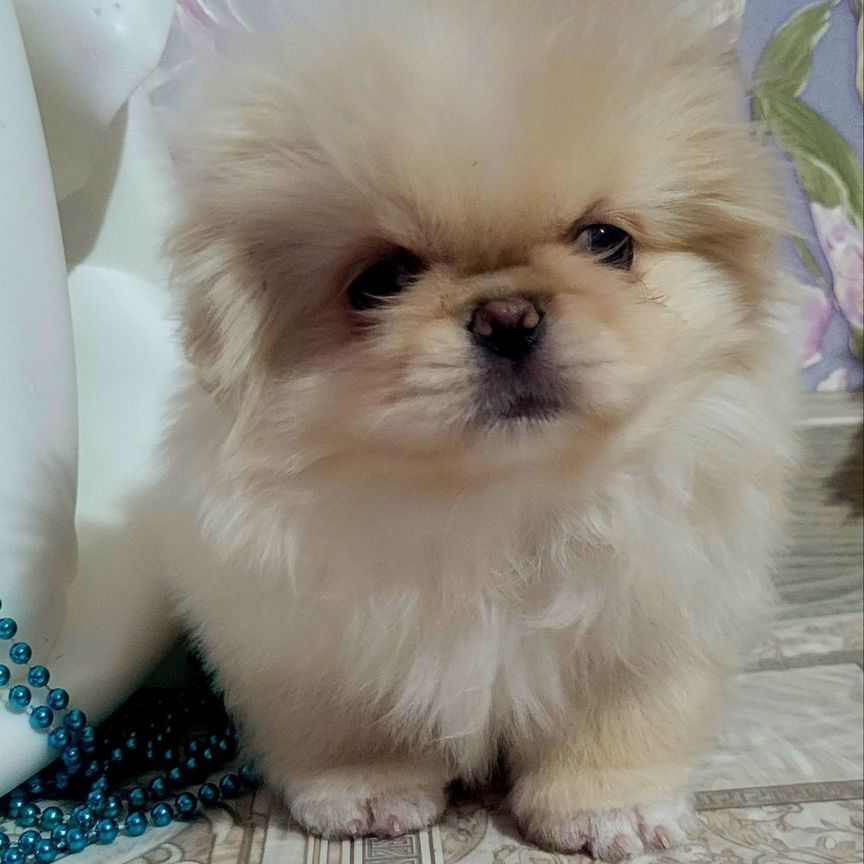 Щенки пекинеса