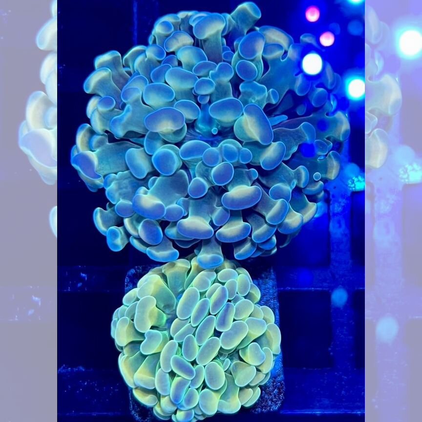 Морские кораллы для аквариума