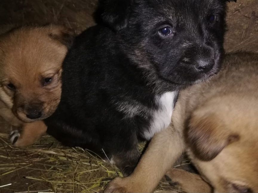 Щеночки-крепышочки,1 месяц