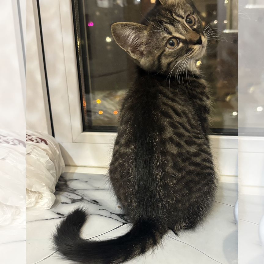 Котёнок в добрые руки