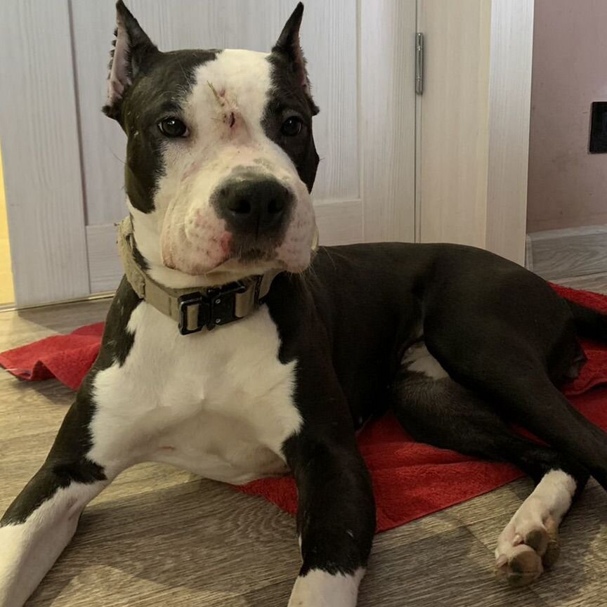 Американский стаффордширский терьер, щенок