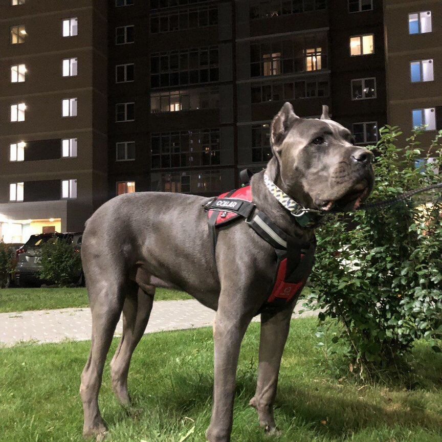 Шлейка для большой собаки