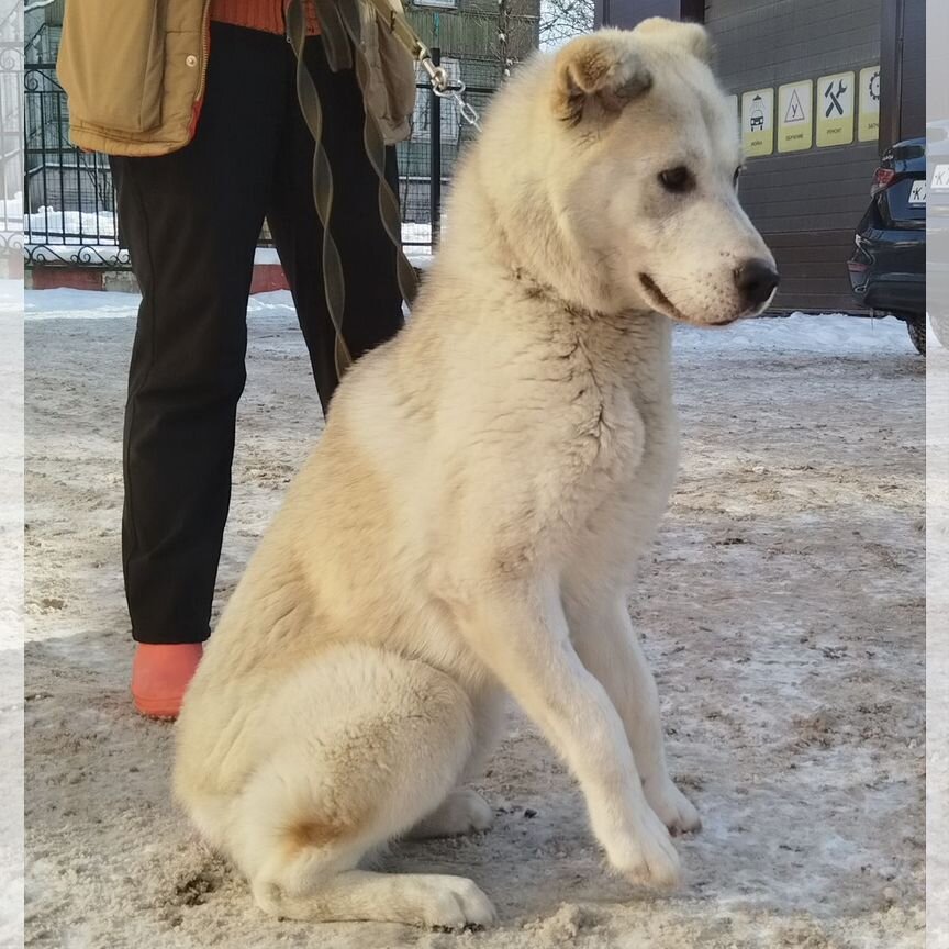 Собака в добрые руки щенок бесплатно