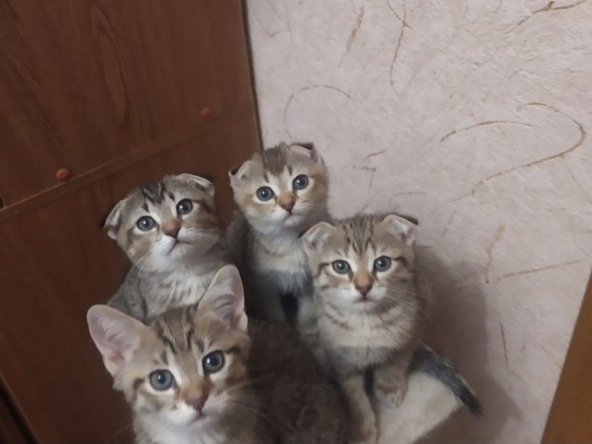 Вислоухие котята