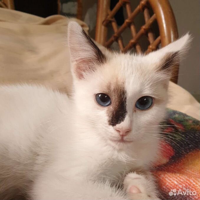 Кошка Милка, совсем котенок