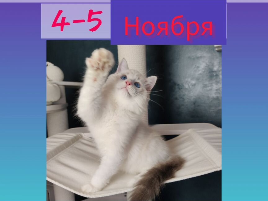 11-12 ноября выставка кошек