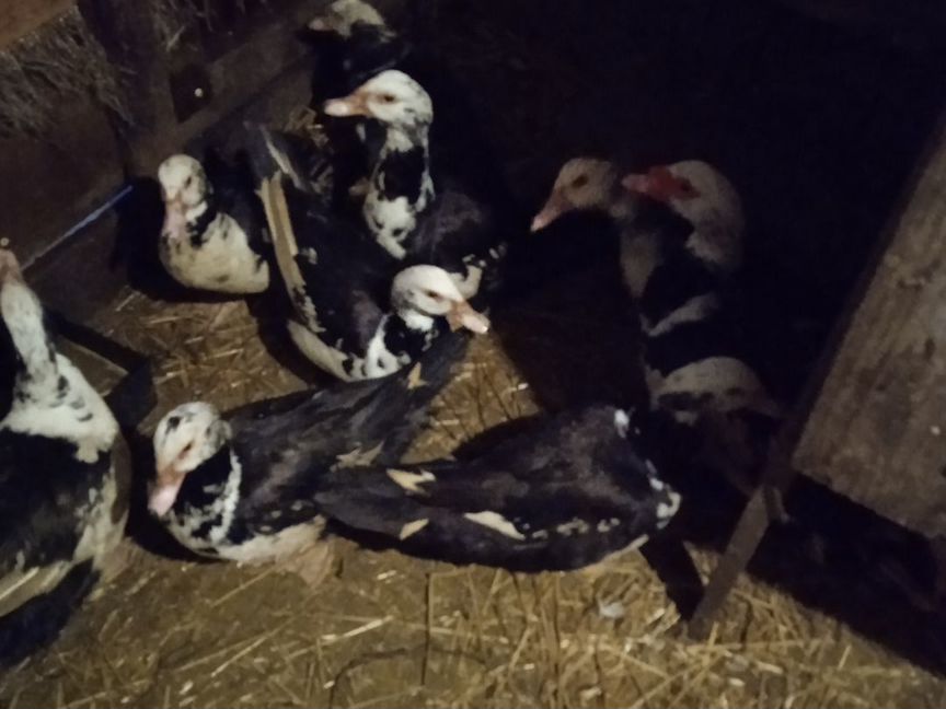 Уточки индоуток на племя