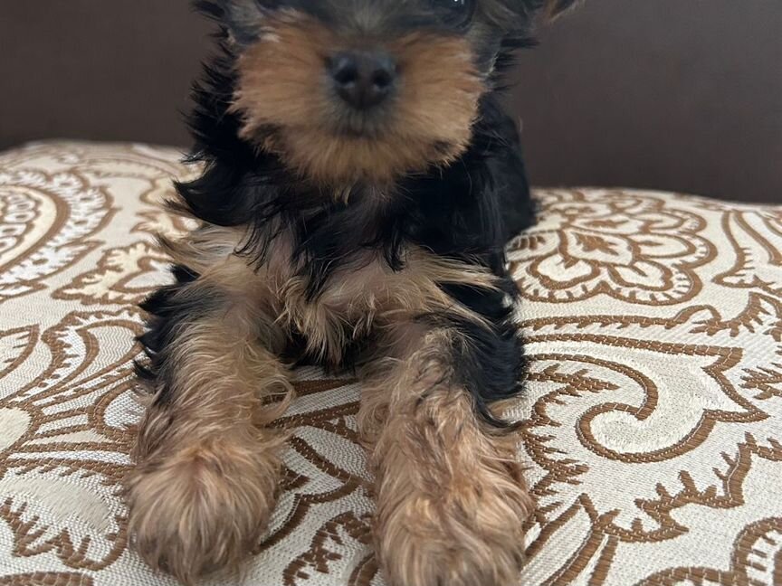 Йоркширский терьер щенки девочки