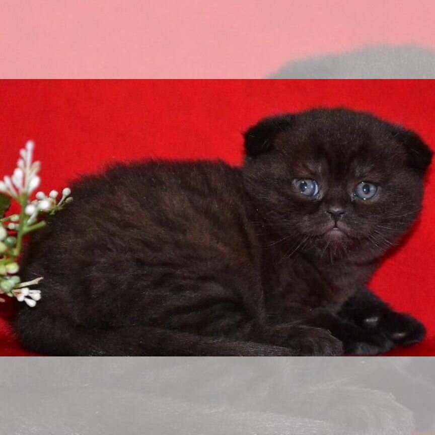 Шотландский медвежонок