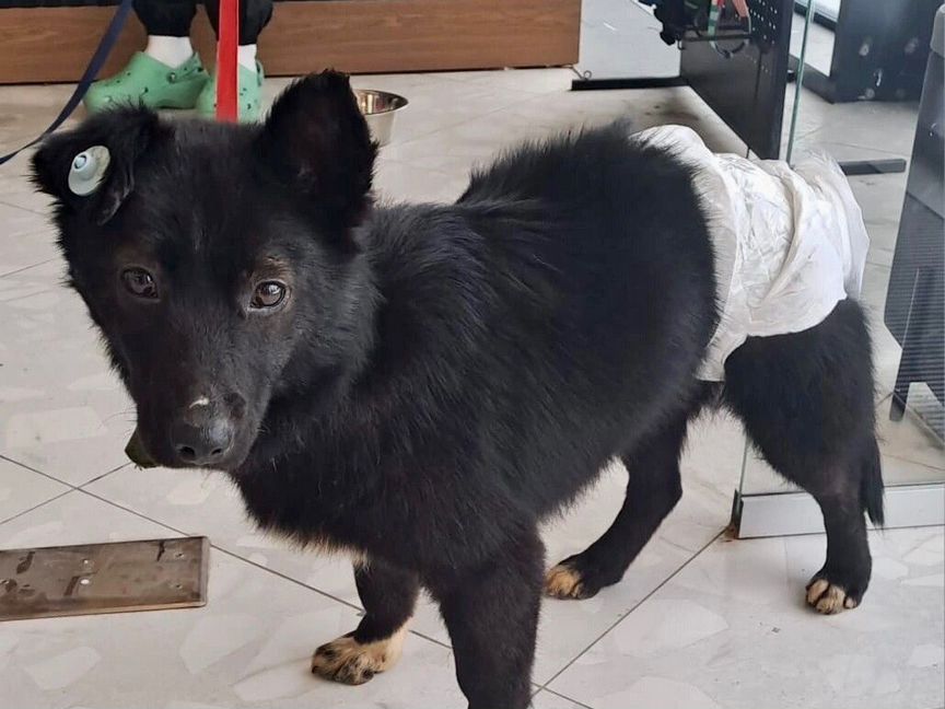 Мини-песик Честер, весит 9 кг