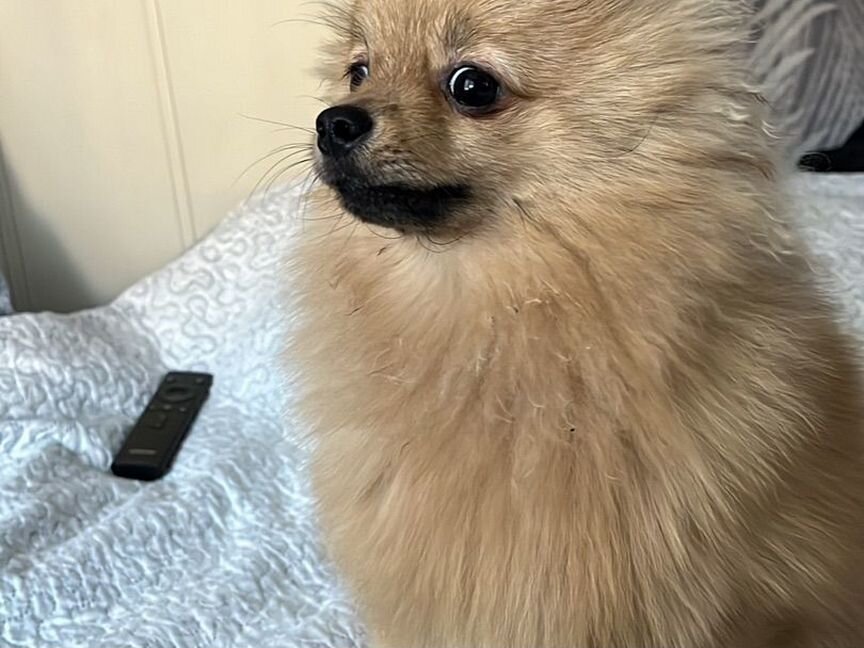 Немецкий шпиц