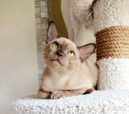 Бурманская кошечка