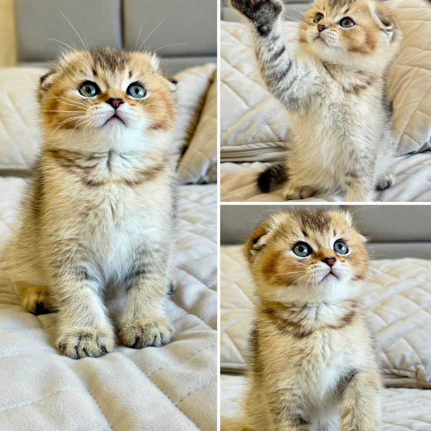 Шотландский вислоухий короткошёрстный котёнок