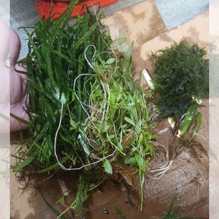 Растение аквариумное