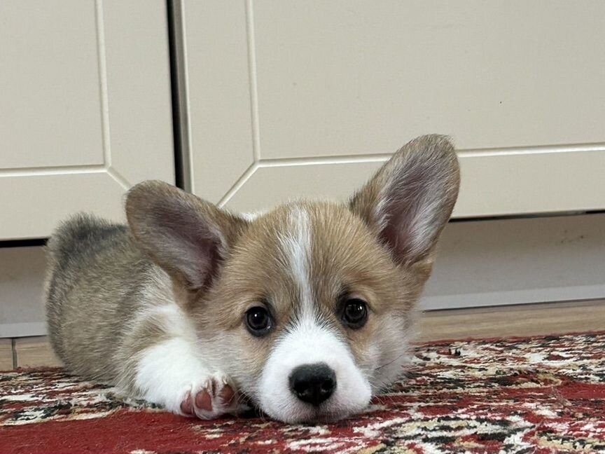 Вельш корги пемрок