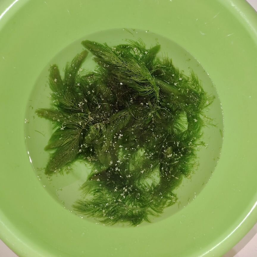 Роголистник аквариумное растение