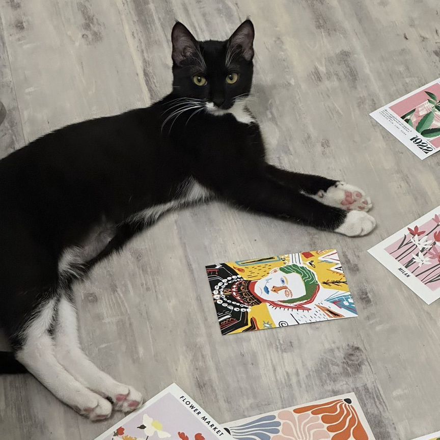 Отдам кошку в добрые руки