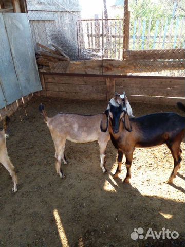 Англо нубийские процентные козочки