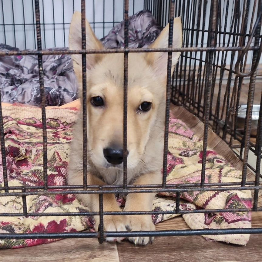 Подопечная приюта