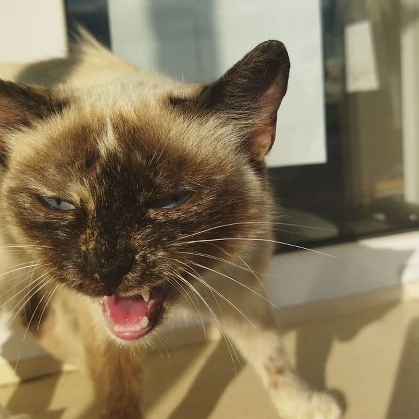 Молодая кошечка в заботливые руки