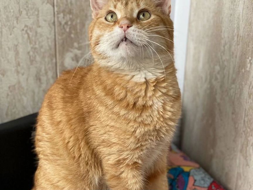 Рыжий котик старичок ищет дом