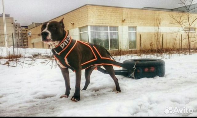 Шлейка для вейтпуллинга купить в Саратове | Животные и зоотовары | Авито