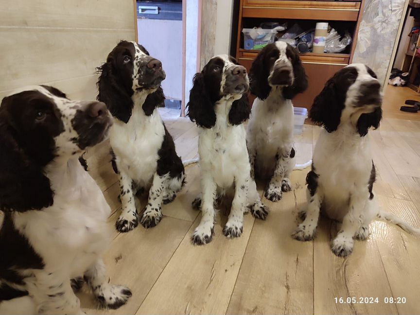 Английский Спринтер спаниель