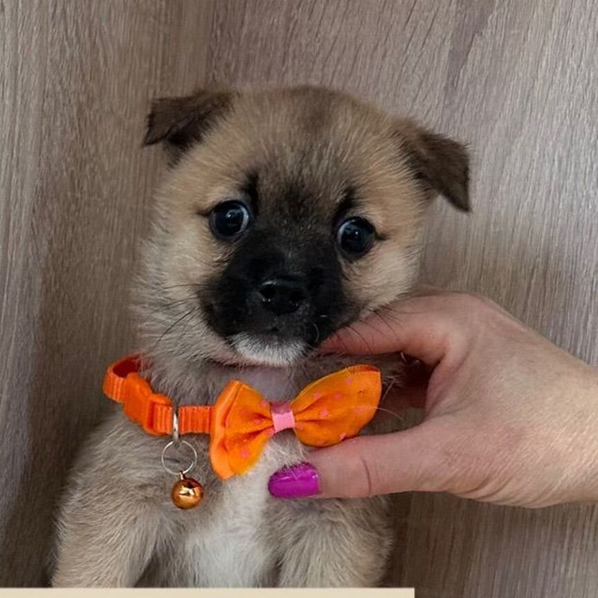 Помчи, щенок