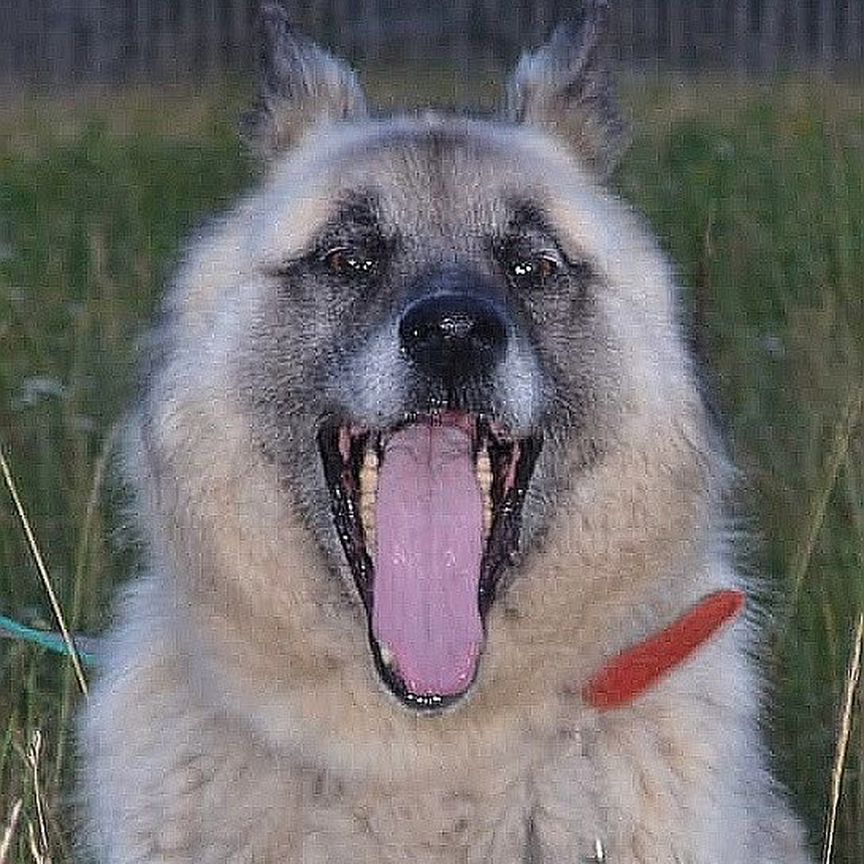 Собака - друг и компаньон