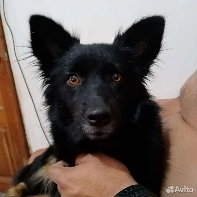 Собака маленькая Муха. Год 30 см