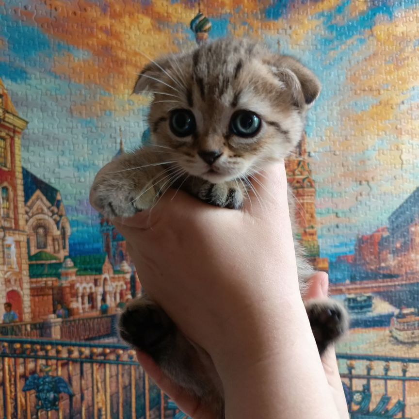Шотландские котята
