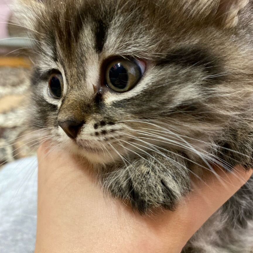 Котята пушистые добрые руки