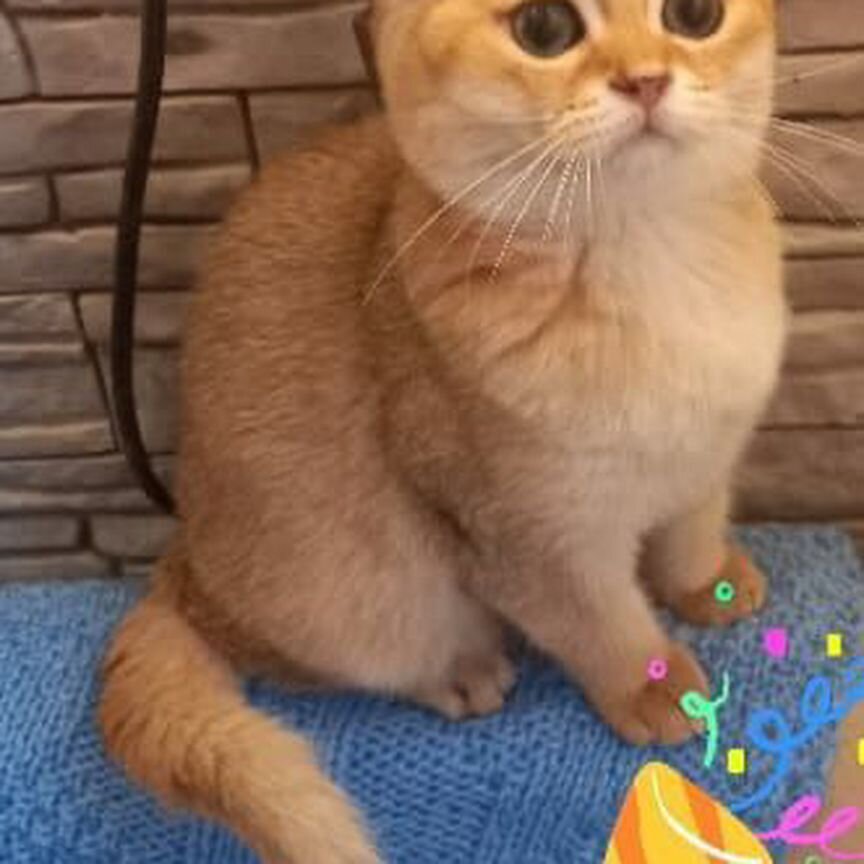 Шотландская кошечка золотая шиншилла