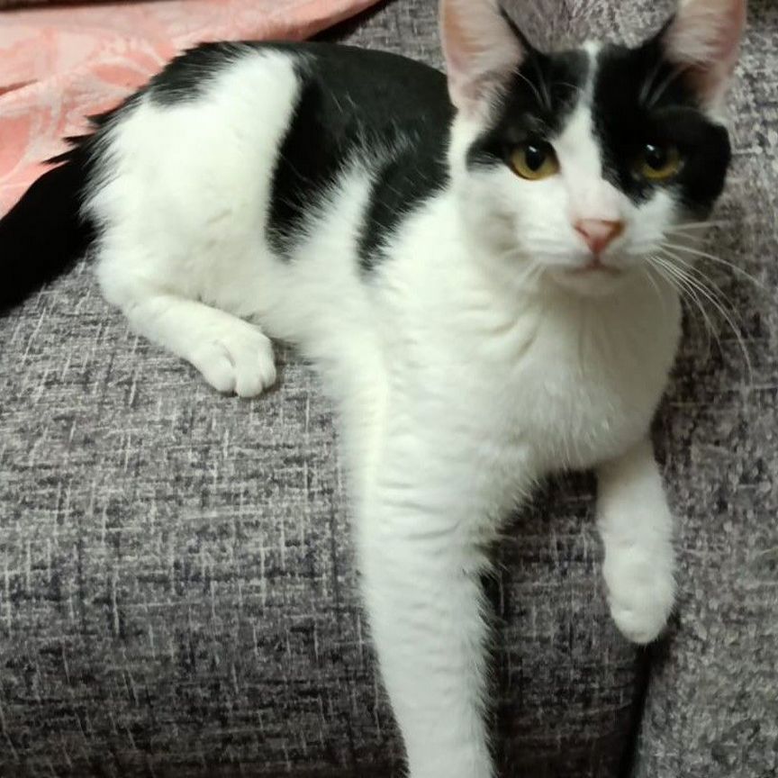 Котенок в добрые руки