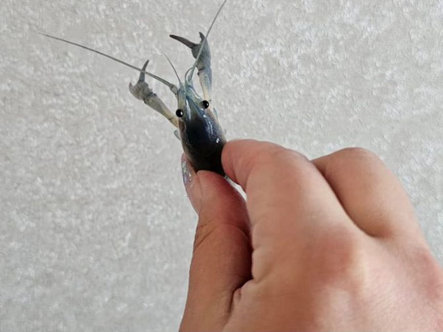 Кубинские раки