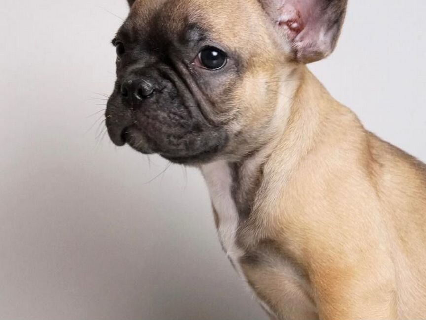 Французский бульдог щенки