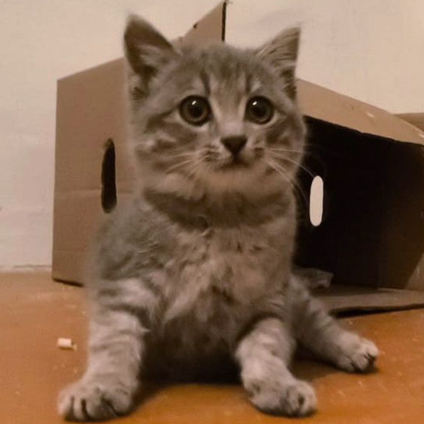 Шотландский прямоухий длинношёрстный котёнок